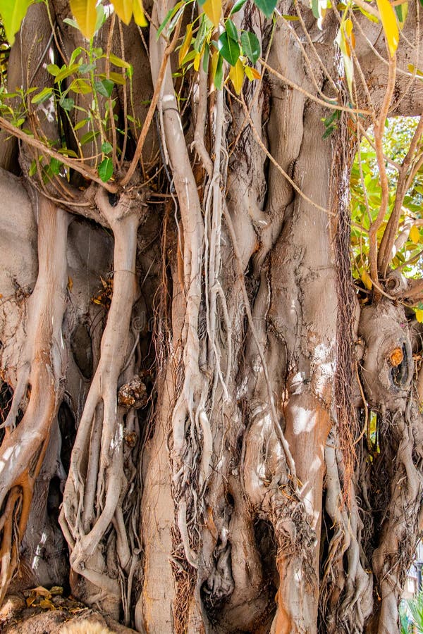 Big Old Ficus Tree in Alicante Spain Stock Photo - Image of plant ...