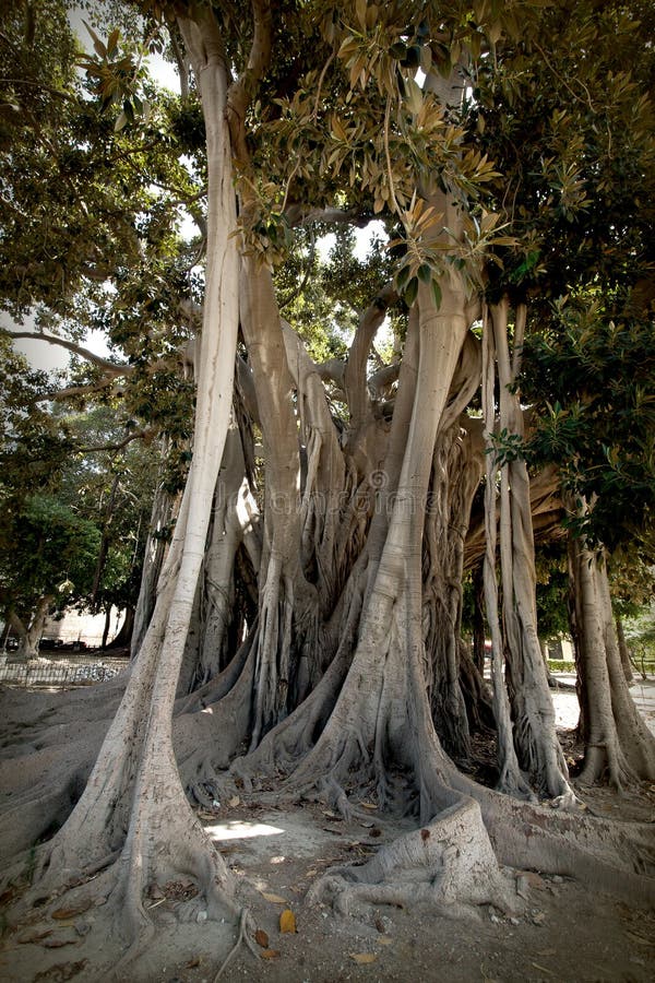 Big, Old Fig Tree in Palermo Stock Photo - Image of trees, plant: 179815984