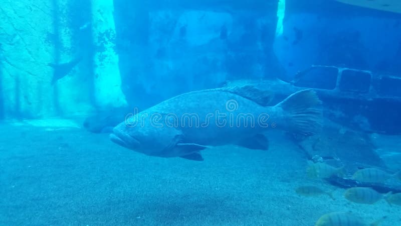 Animal stock photo. Image of animal, water, fish - 118650282