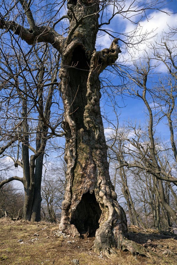 Old hollow tree stock photo. Image of tree, forest, trunk - 114845260