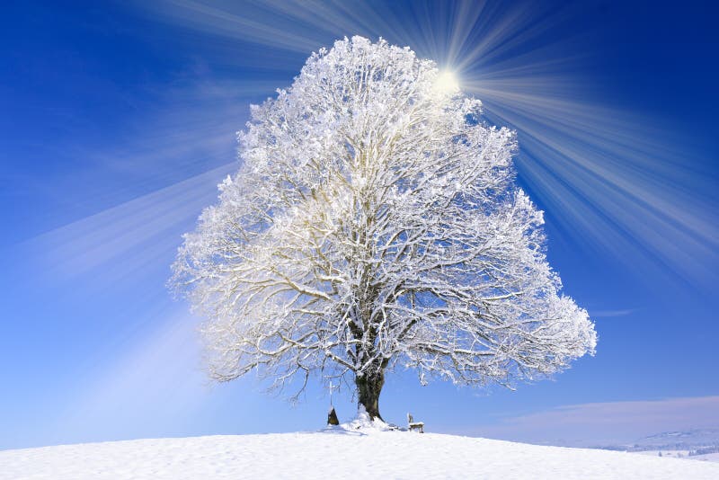 Big Old Linden Tree in Winter with Snow Stock Photo - Image of ...