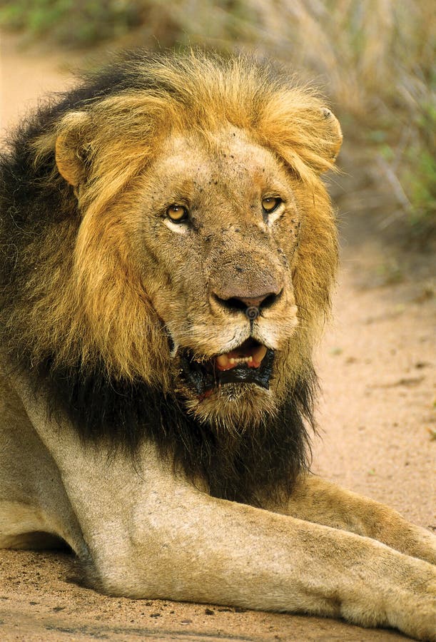 Big old lion stock photo. Image of lion, mammal, flies - 7677916