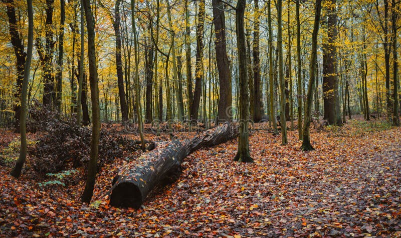 A Big Old Log in Autumnal Mixed Forest. Leaf Fall Near the Pathway ...
