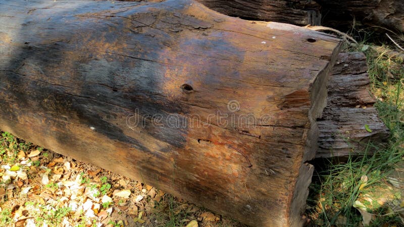 Big old log in the park stock photo. Image of bark, giant - 105560520