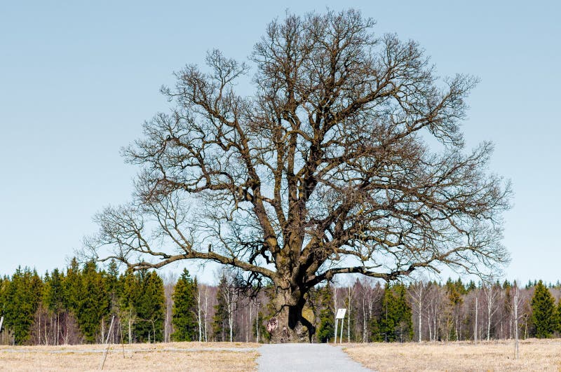 Big old lone oak stock image. Image of trees, leafless - 53523513