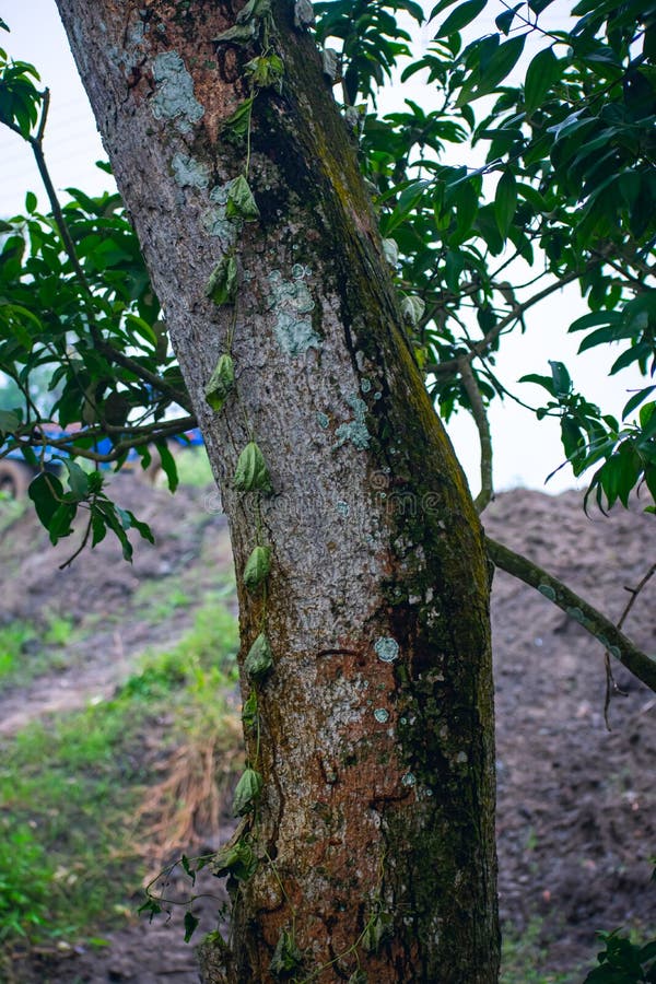 This is a Big and Old Mango Tree Close Up Day Light Shot in the North ...