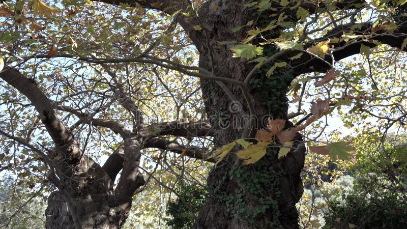 Big Old Maple Plane Tree in Abandoned Place Stock Video - Video of ...