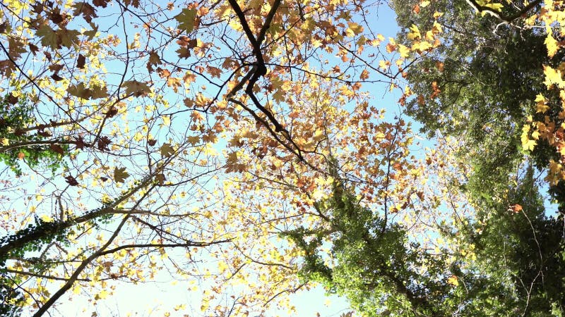 Big Old Maple Plane Tree in Abandoned Place Stock Footage - Video of ...