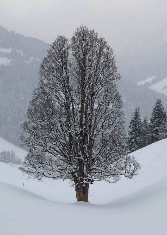Maple Tree in Winter stock photo. Image of winter, tree - 23340946