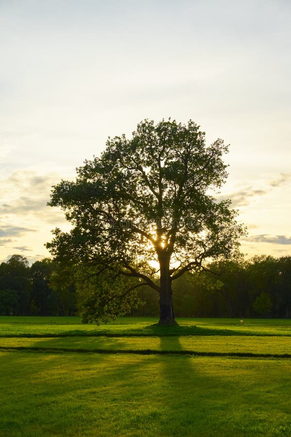 Big Old Oak in a Field at Sunset. Stock Image - Image of cloud, grass ...