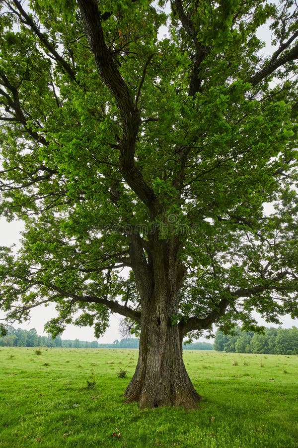 Big old oak tree stock image. Image of country, plain - 93996659