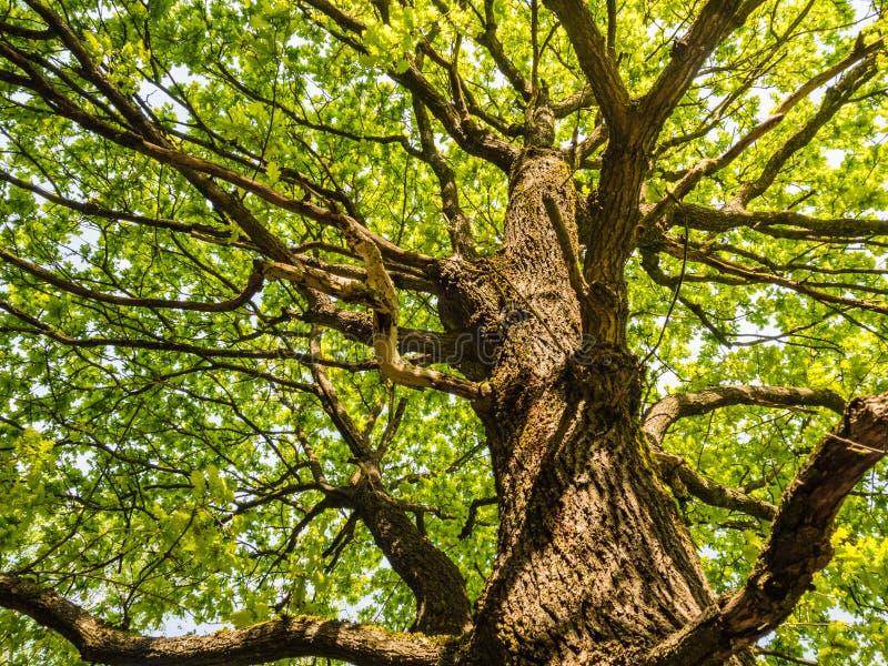 Big Old Oak Tree with Green Leaves from Below Stock Image - Image of ...