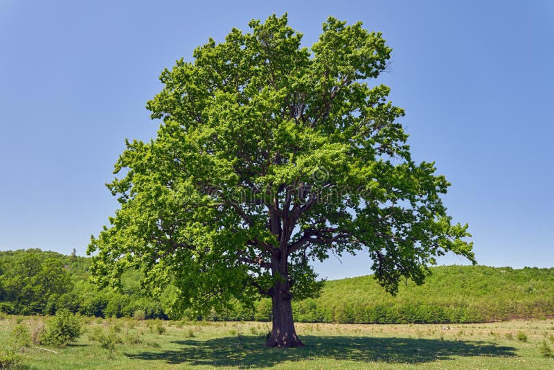 Big old oak tree stock image. Image of pasture, colorful - 184080367