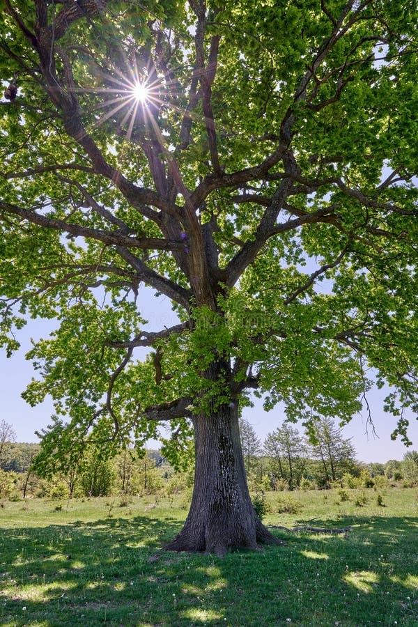 Big old oak tree stock photo. Image of environment, green - 184080402