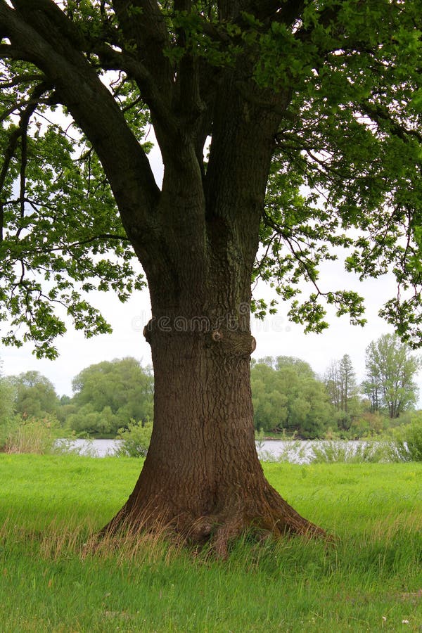 Big old oak tree stock image. Image of summer, vertical - 54756051