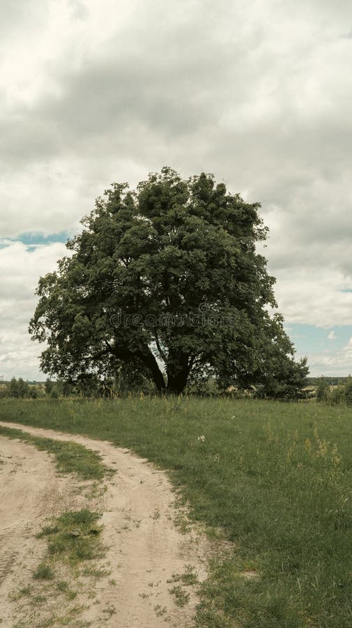 Big Old Oak Tree Near Ground Round in the Field Stock Photo - Image of ...