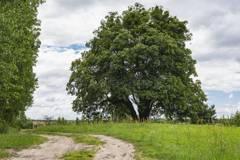 Big Old Oak Tree Near Ground Round Field Stock Photos - Free & Royalty ...