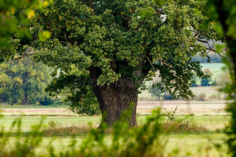 Big old oak tree trunk stock photo. Image of foliage - 198517414