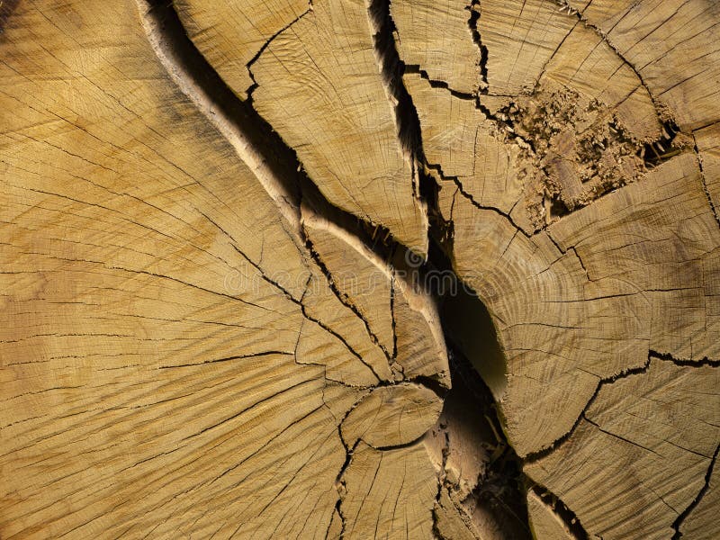 Old Oak Tree Trunk - Wood Texture Stock Image - Image of decorative ...