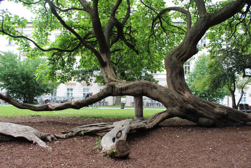 Big Old Oak Tree with Visible Roots Germany Stock Image - Image of ...