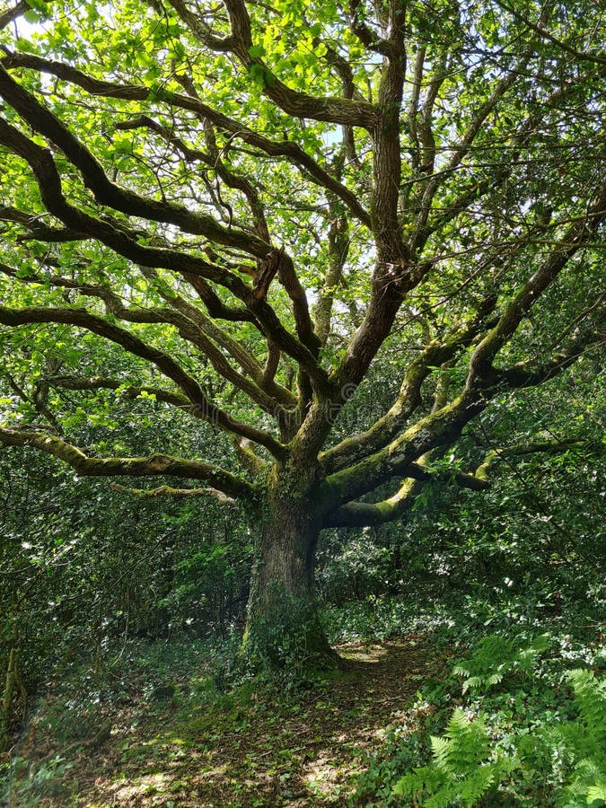 Welsh jungle stock photo. Image of rain, paradise, scenery - 23650724