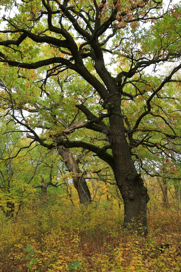 Big old oak trees stock image. Image of october, trunk - 353310911