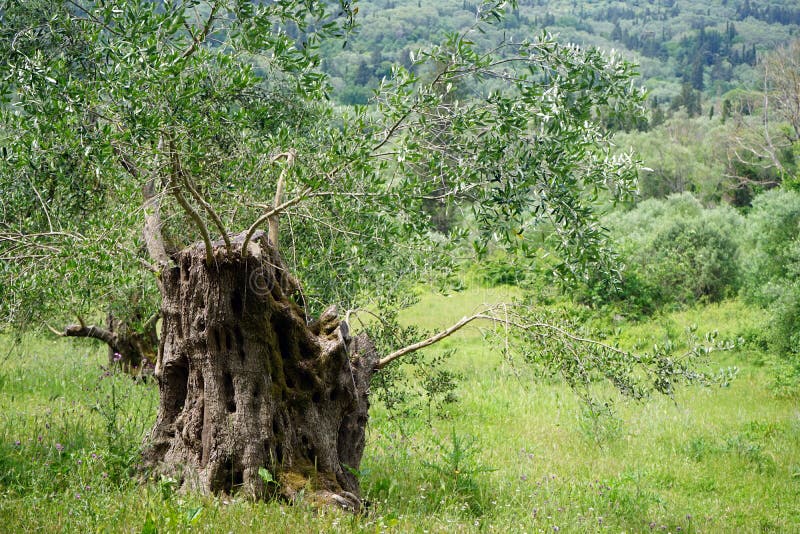 1,653 Big Old Olive Tree Photos - Free & Royalty-Free Stock Photos from ...