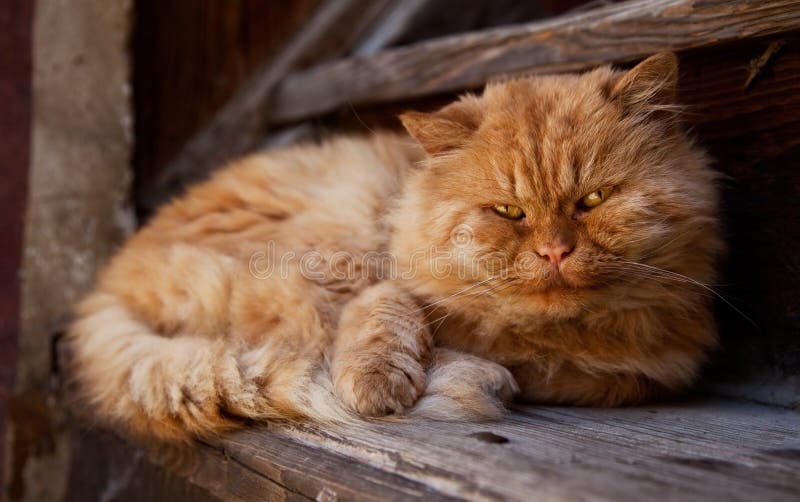 Big old orange cat stock image. Image of watching, predator - 11598545
