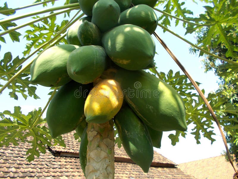Papaya tree and the fruits stock image. Image of field - 101077153