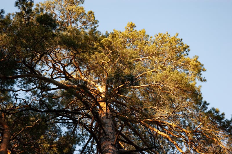 A Big Old Pine Tree with Crooked Branches Stock Image - Image of autumn ...