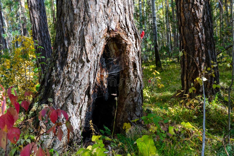 Big Old Pine Tree with a Hole at the Base of the Trunk. Burnt Tree ...