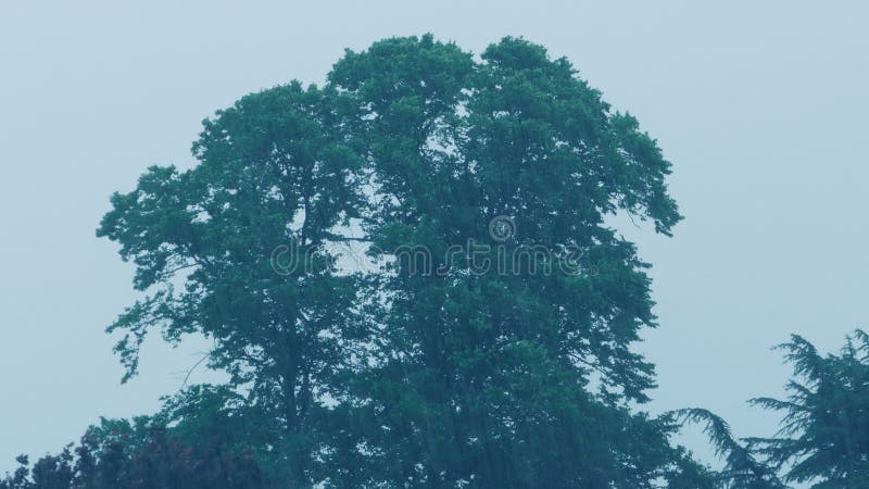Large Tree in Heavy Rainfall Stock Video - Video of park, tree: 224225091