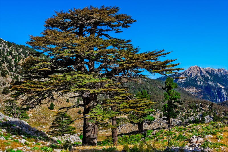 Big Old Pine Trees in the Mountains a Sunny Summer Dno Stock Image ...