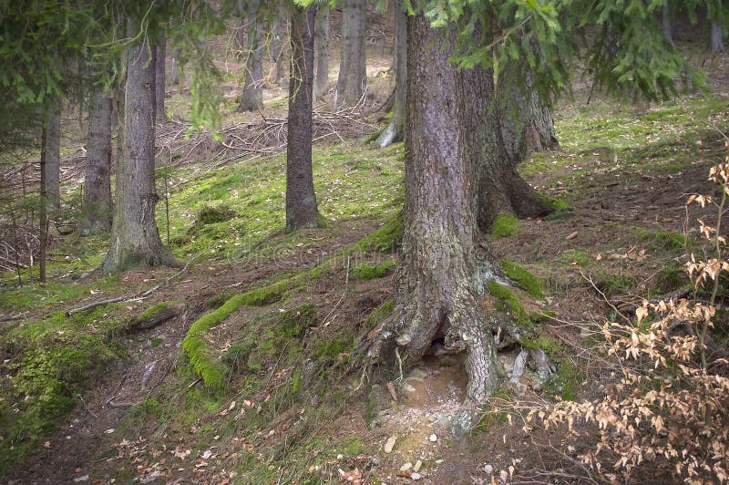 Big Old Pines in the Autumn Forest Stock Image - Image of grass, timber ...