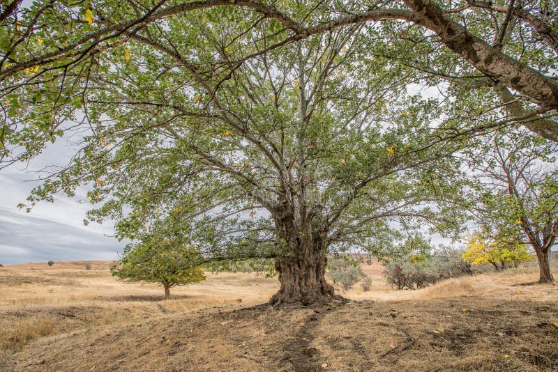 A Big Old Poplar Tree with an Impressive Trunk Stock Photo - Image of ...