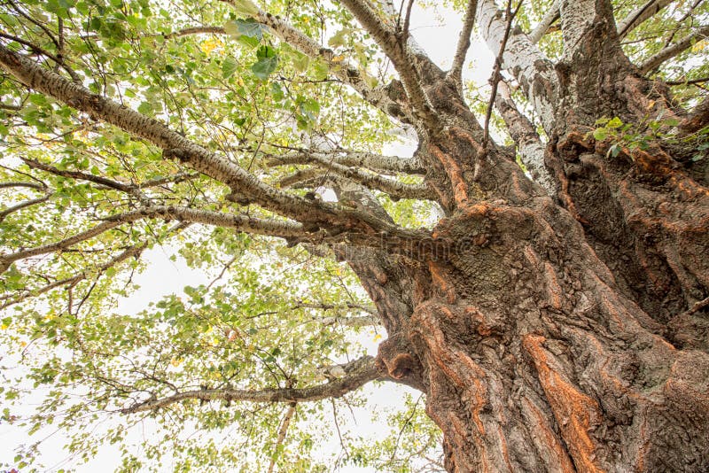 A Big Old Poplar Tree with an Impressive Trunk Stock Photo - Image of ...