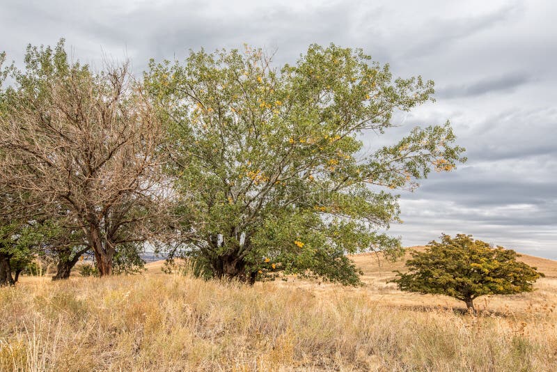 A Big Old Poplar Tree with an Impressive Trunk Stock Image - Image of ...