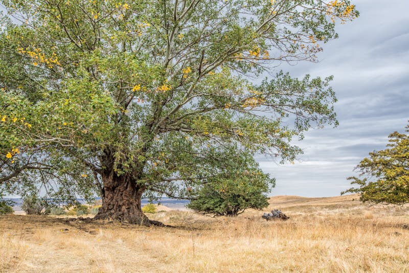 A Big Old Poplar Tree with an Impressive Trunk Stock Photo - Image of ...