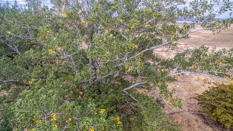 A Big Old Poplar Tree with an Impressive Trunk Stock Image - Image of ...