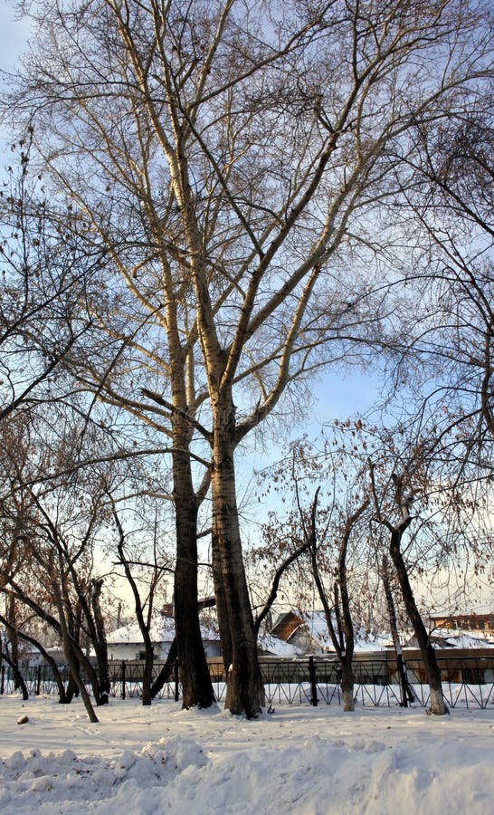 Big Old Poplar Trees Winter Stock Photos - Free & Royalty-Free Stock ...