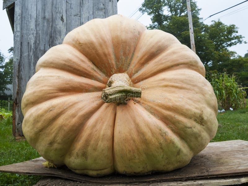 Big old pumpkin stock image. Image of squash, halloween - 79533039