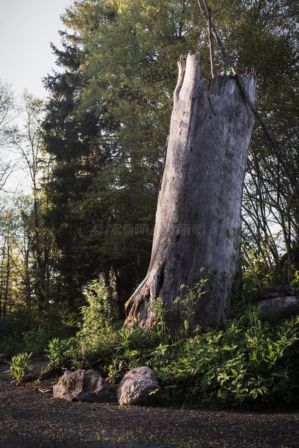 Big Old Decayed Tree in the Middle of the Forest Stock Image - Image of ...