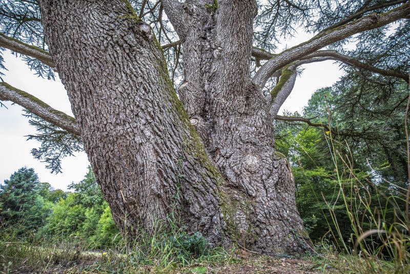 Big Old Scots Pine Tree Pinus Sylvestris Stock Image - Image of season ...