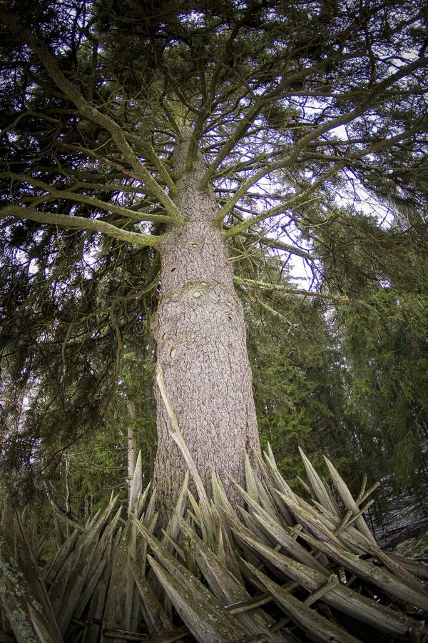 A Big Old Spruce with Old Haysticks at the Base Stock Image - Image of ...