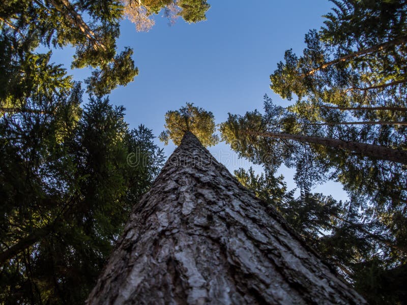Big old tree from below stock photo. Image of tall, leaf - 267002310