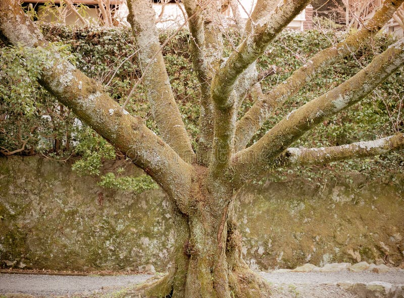 Big Old Tree and Big Branch in the Park Stock Image - Image of nature ...