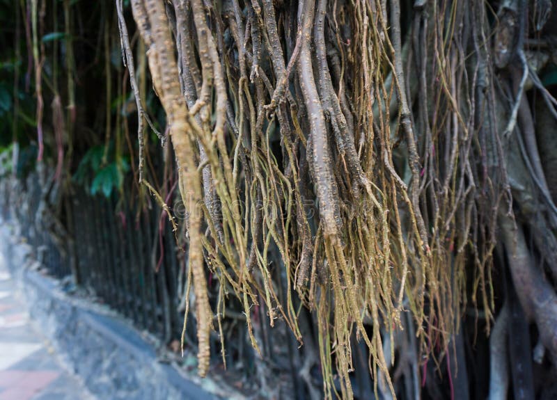 A Big Old Tree with Big and Long Dry Roots at Kebun Raya Bogor ...
