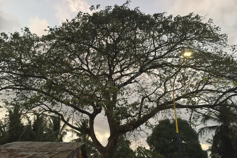 The Big Old Tree, Tree Crown Like an Umbrella Stock Image - Image of ...