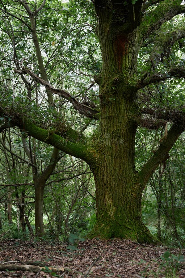 Big Old Tree in an English Forest with Leaves on the Ground Stock Photo ...