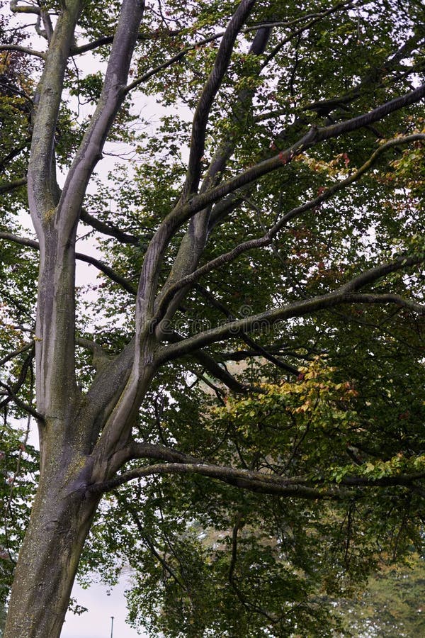Big Old Tree in an English Park in Wet Weather Stock Photo - Image of ...